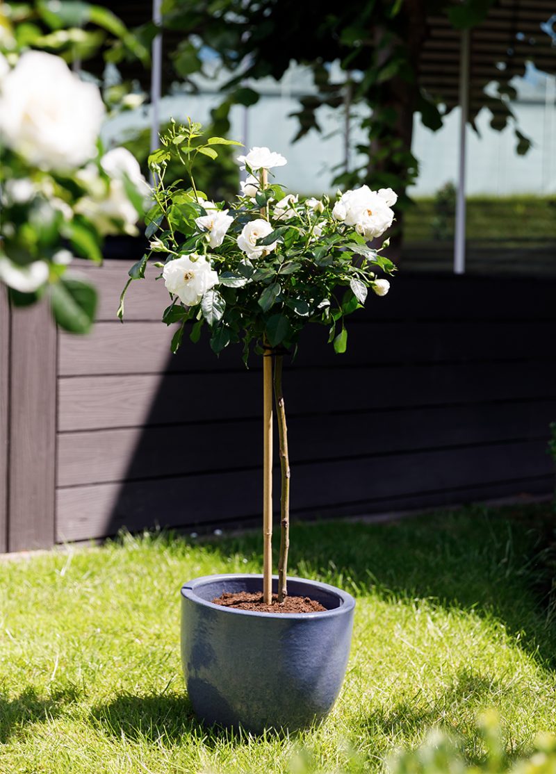 Verzorging – Bright Plants