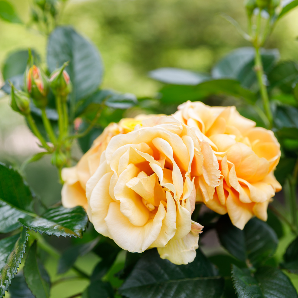 Stamrozen – Bright Plants