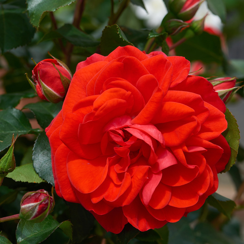 Stamrozen – Bright Plants
