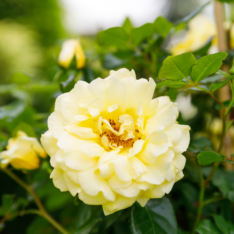 Stamrozen – Bright Plants